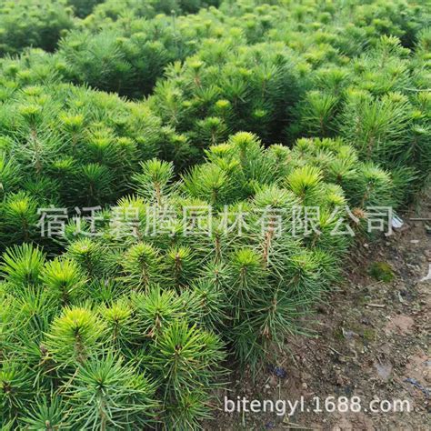 黑松树苗日本黑松小苗四季常青荒山绿化黑松盆景素材植物苗圃 阿里巴巴