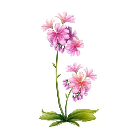 Botanical Flower Design Free Psd