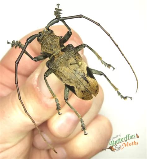 Phryneta Leprosa Beetle Set X1 A Entomology Insect Specimen Nice 14 12 Picclick Au