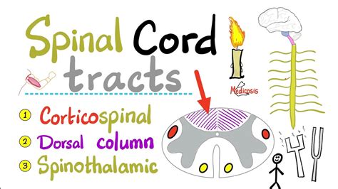 Spinal Cord Tracts Corticospinal Dorsal Column And Spinothalamic