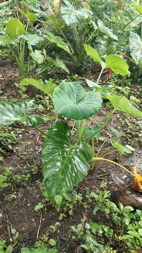 Some Taro Plants With Shiny Leaf Surfaces Due To Rain Are Used For