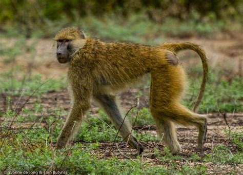 Baboon At Mahale Mountains In Image Eurekalert Science News Releases