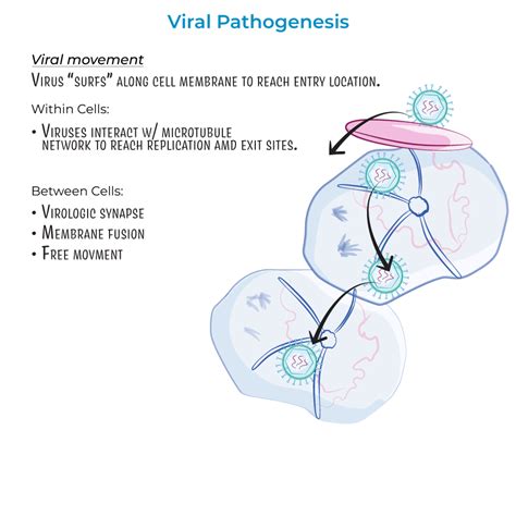 Immunology Microbiology Glossary Viral Pathogenesis Ditki Medical And Biological Sciences