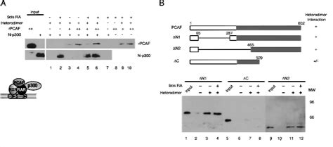 Figure 5 From The Histone Acetylase Pcaf Is A Nuclear Receptor