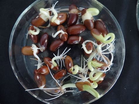 Bean Seed Germination