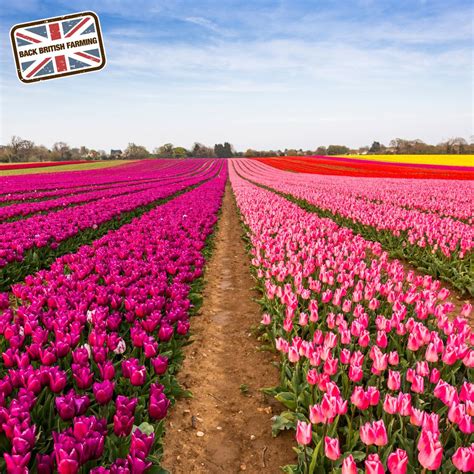 Pro Force Limited Posted On Linkedin