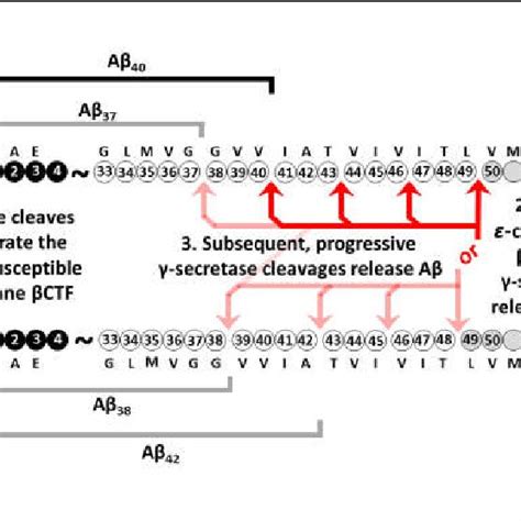 Age Of Disease Onset For Fad Mutations In App Modified From Lumsden Et