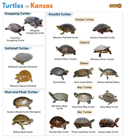 List Of Turtles Found In Kansas Facts With Pictures