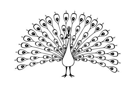 Premium Vector Peacock Line Art Vector Illustration