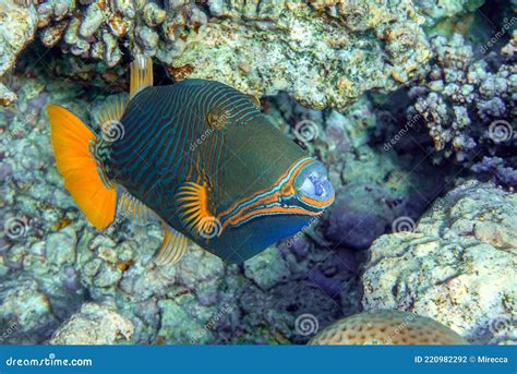 Orange Striped Triggerfish Balistapus Undulatus Coral Fish In The