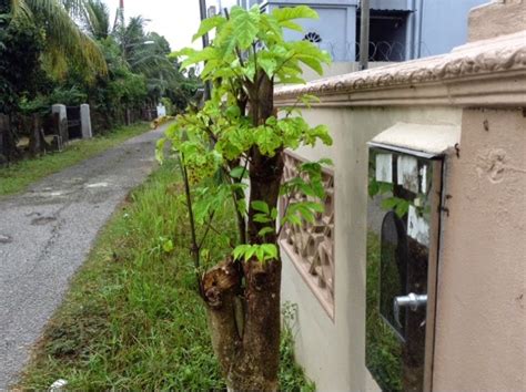 Journey To Green Living Pucuk Beko