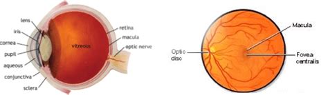 Macular Degeneration Ladson Sc Lowcountry Eye Specialists