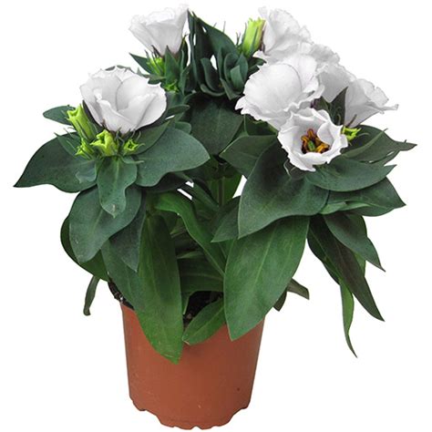 Eustoma White Bygrowers®