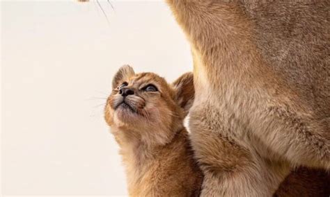 Emocionante encuentro Mamá Puma y su cría rumbo a Torres del Paine El Universal Chile