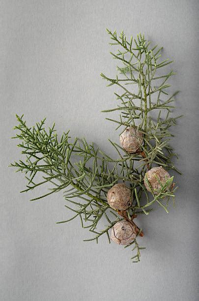 50 Cedro Blanco Americano Fotos Fotografías De Stock Fotos E Imágenes Libres De Derechos Istock