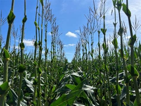 research update quantifying physiological consequences of tar spot in