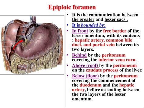 Ppt Peritoneum Lecture Overview Powerpoint Presentation Free
