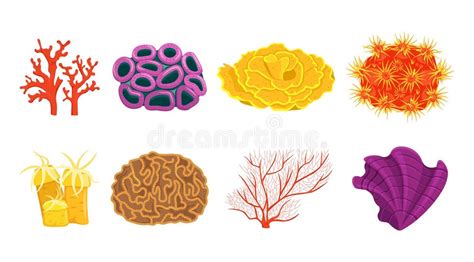Coral Types Stock Illustrations 1728 Coral Types Stock Illustrations