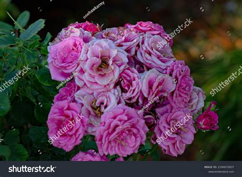 29 Imagens De Bocay Imagens Fotos Stock E Vetores Shutterstock