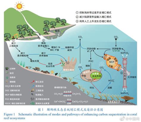 珊瑚礁：减缓气候变化的潜在蓝色碳汇生态系统盐沼海草红树林海洋新浪新闻