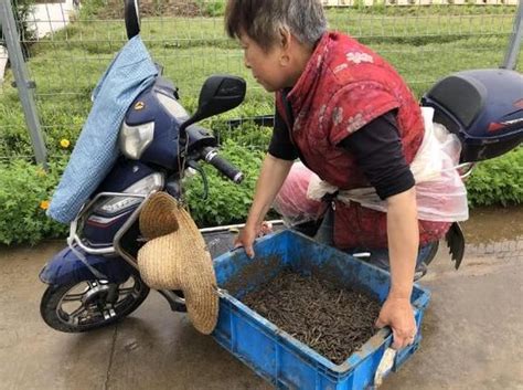 油菜田套养蚯蚓，每亩田要收蚯蚓200斤，意外的收入能抵一年种植 知乎