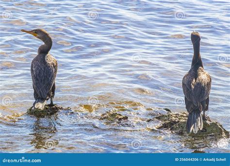 Neotropis Long Tailed Cormorant On Rock Stone At Beach Mexico Stock