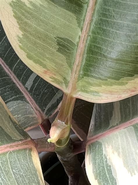 Help Are These Spider Mites On My Ficus Tineke What Do I Do Now