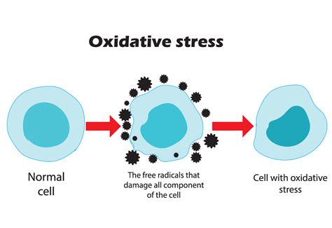 Oxidative Stress From Normal Cells To Oxidative Stress And Aggressive