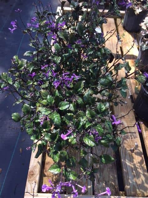 Mona Lavender Liberty Landscape Supply