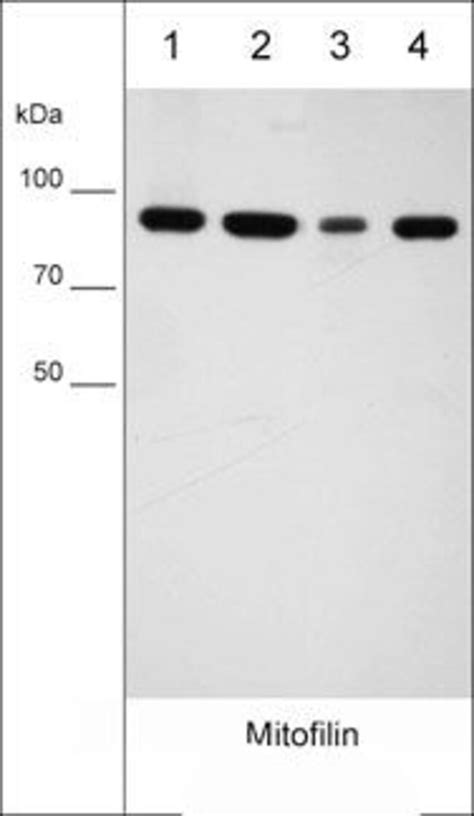 Mitofilin Monoclonal Antibody M027 Invitrogen 100 μl Unconjugated