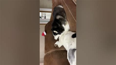 Sevimli Dostlar Youtube