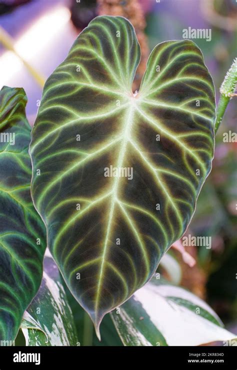 Beautiful Leaf Of Philodendron Verrucosum Dark Form A Rare And Popular