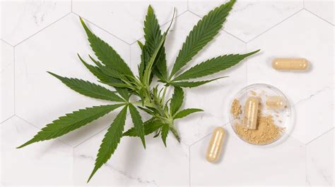Male Cannabis Plant Vs Female What Are The Differences