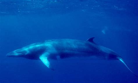 Minke Whale Wikipedia