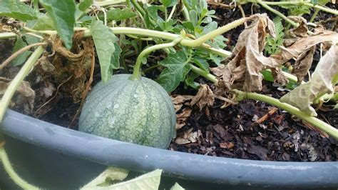 Squirrel Problems In The Garden Stuff Roger Likes