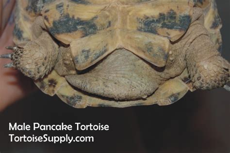 Sexing Your Tortoise How To Determine The Sex Of Your Tortoise