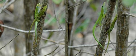 Caught In The Act Anole Sex And Post Coital Behavior Anole Annals
