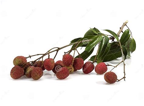 Litchi Ou Litchei Litchi Sinensis Contra Fundo Branco Imagem De Stock Imagem De Branco