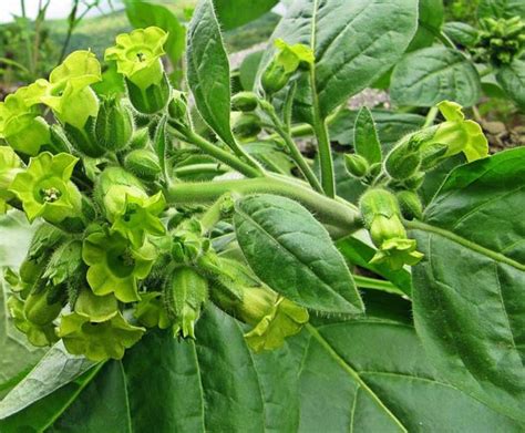 Wild Tobacco Seeds Nicotiana Rustica Aztec Tobacco Annual 250