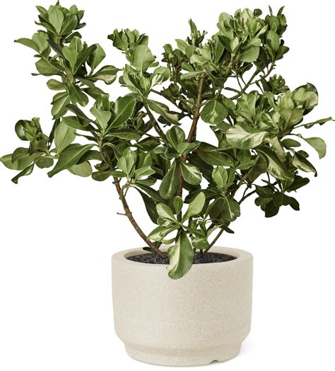 Free Plant Api Houseplants Garden Trees Flowers Images And Data