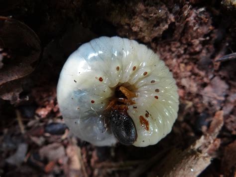 Did You Know Grubs Eat Grass Roots And Greenlife Gardens