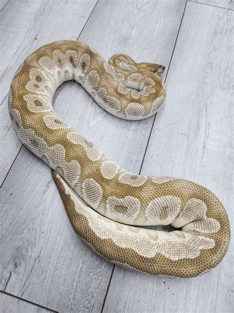 Od Fire Mojave Clown Ball Python By Balls2u Morphmarket