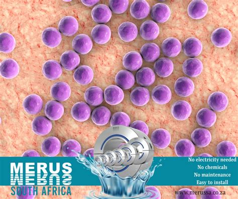 Merus 💧 Enterococcus The Waterborne Survivor Hiding In Your Pipes 💧