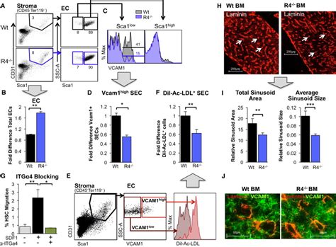 Bm Sinusoidal Cell Number And Organization Are Altered In Robo4−− Mice