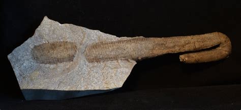 Hamulina Hamus Jsd Fossiles