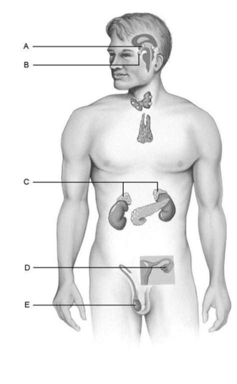 Diagram 4 Diagram Quizlet