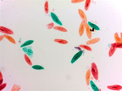 Paramecium Whole Mount Prepared Microscope Slide