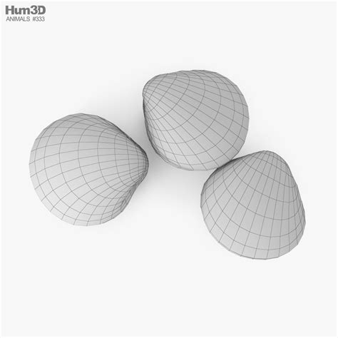 Clam 3d Model Download Invertebrates On
