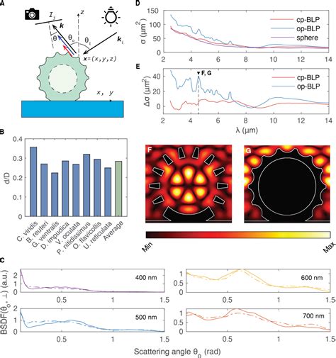figure 2 from brochosome inspired binary metastructures for pixel by