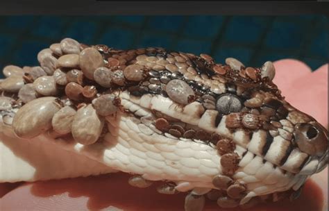 Python Found Covered In 500 Ticks Makes Miraculous Recovery In Australia